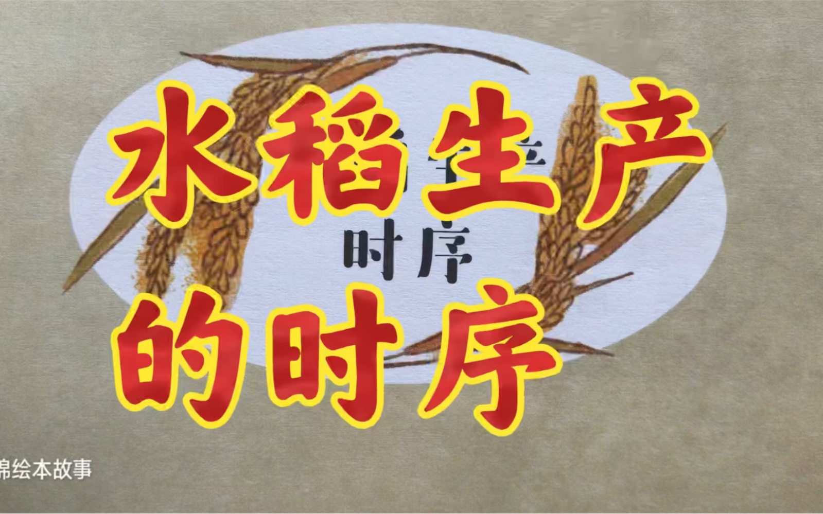 绘本故事《水稻生产的时序》
