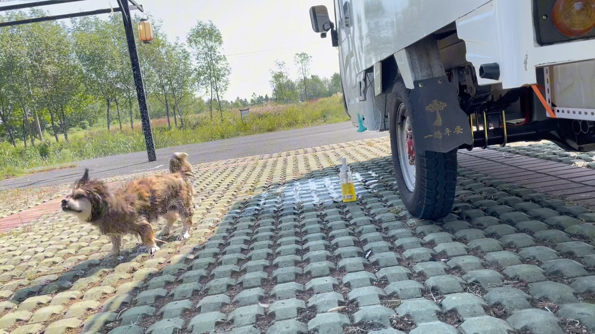 电动三轮车自驾旅游,老年狗子意外落水,虚惊一场!