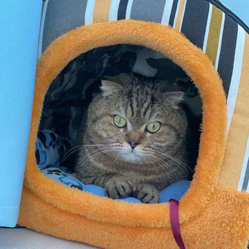 猫咪杨小羽 
