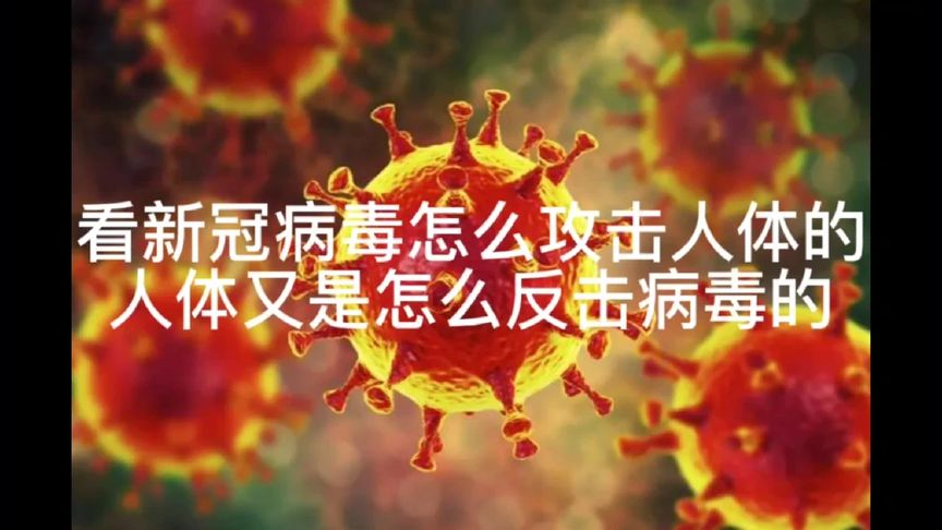看新冠病毒怎么攻击人体的,人体又是怎么反击病毒的