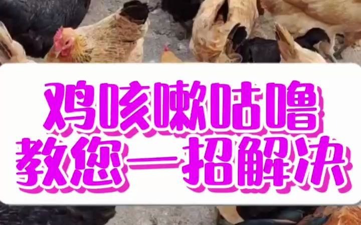 鸡支气管堵塞怎么治疗鸡支气管炎的症状和治疗方法