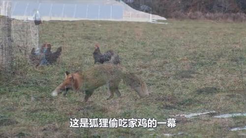 绝技!狐狸捕食田鼠,动作干净麻利,堪称"视觉盛宴"