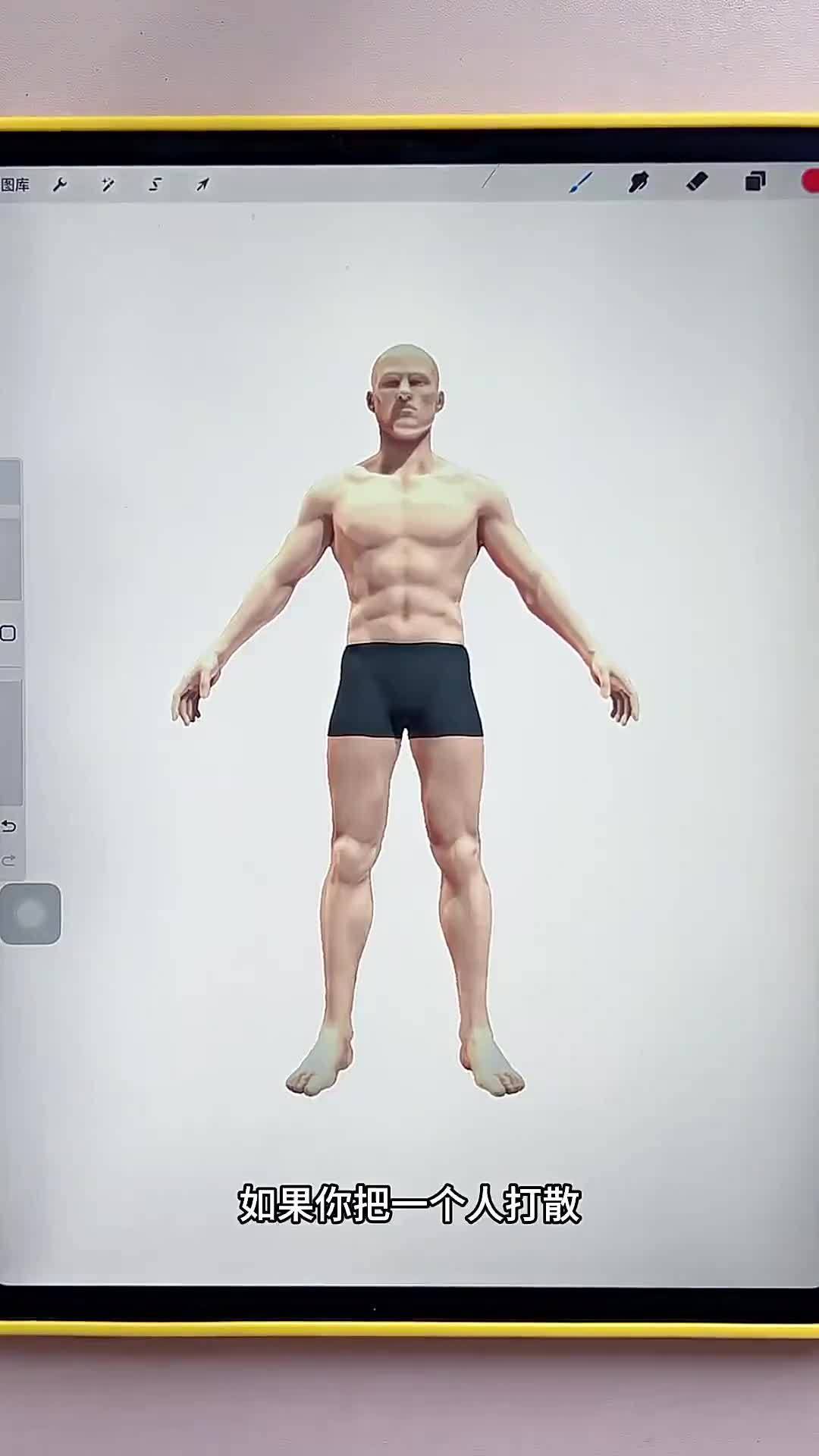 我给你做了个人体表格 #画画 #人体结构