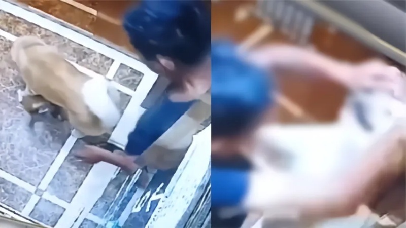 牵狗绳被卡电梯门缝里,下秒把狗高高吊起,狗主人一顿操作真绝了