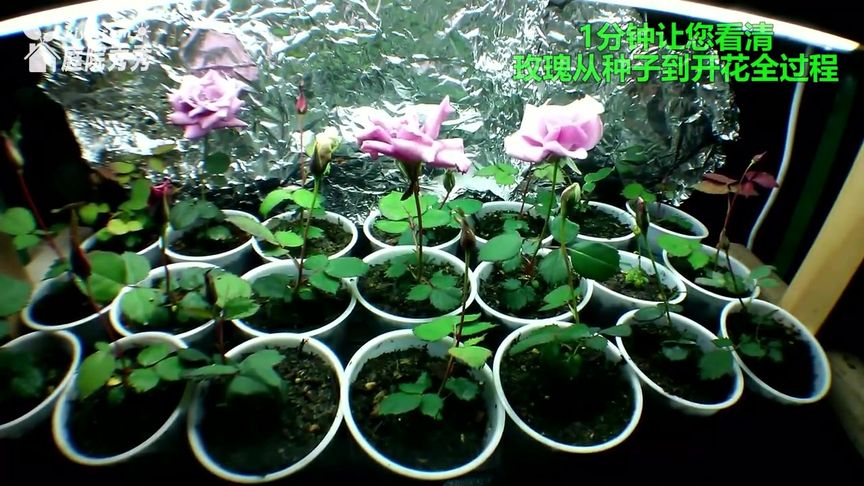 玫瑰花从种子长到开花全过程,记录流逝的时光