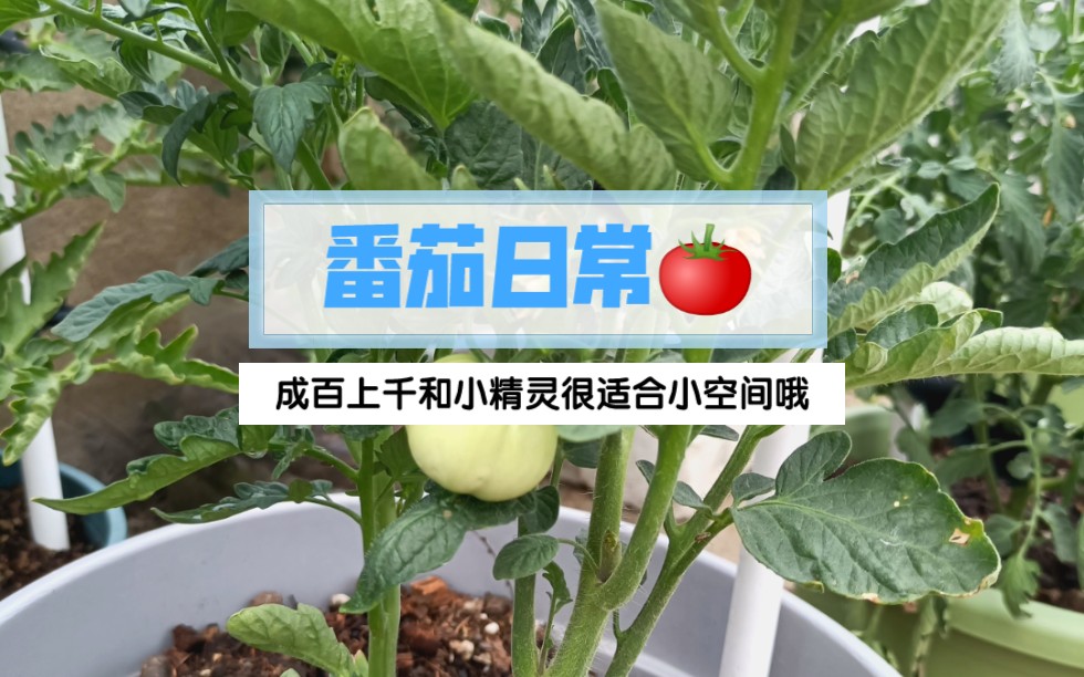 番茄日常7-从播种到开花结果的种植体验和养护过程。适合小空间种植...