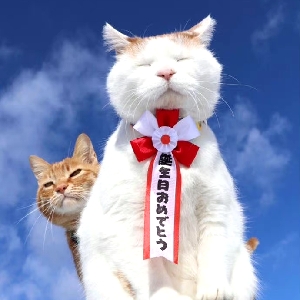 奈子呀나코 