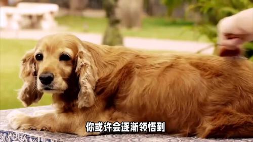 狗狗经常"呜呜叫",传递给你的多种信息