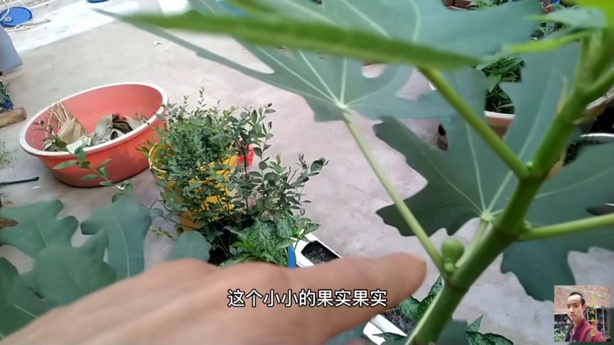 阳台的无花果开始结果了