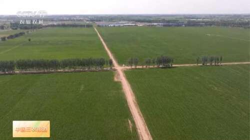 我国首个农业种植综合大模型发布 人工智能监测农作物生长 缩短农事...