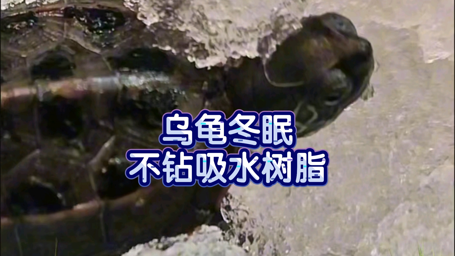 乌龟冬眠不钻吸水树脂怎么办?龟苗不进吸水树脂的四大原因和解决...