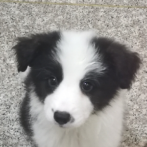 Zacharia已被注册 