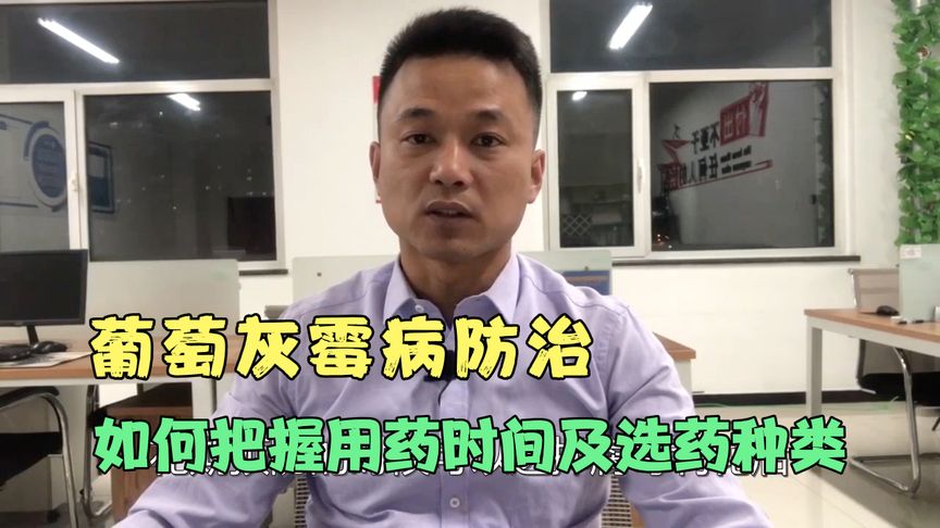 葡萄灰霉病防治如何把握用药时间及选药种类