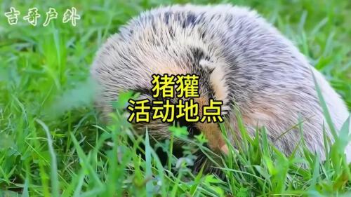 猪獾的白天与黑夜:如何在人类世界中巧妙求生