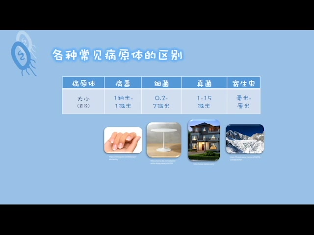 兔酱の免疫小课堂【细菌的那点事儿～】