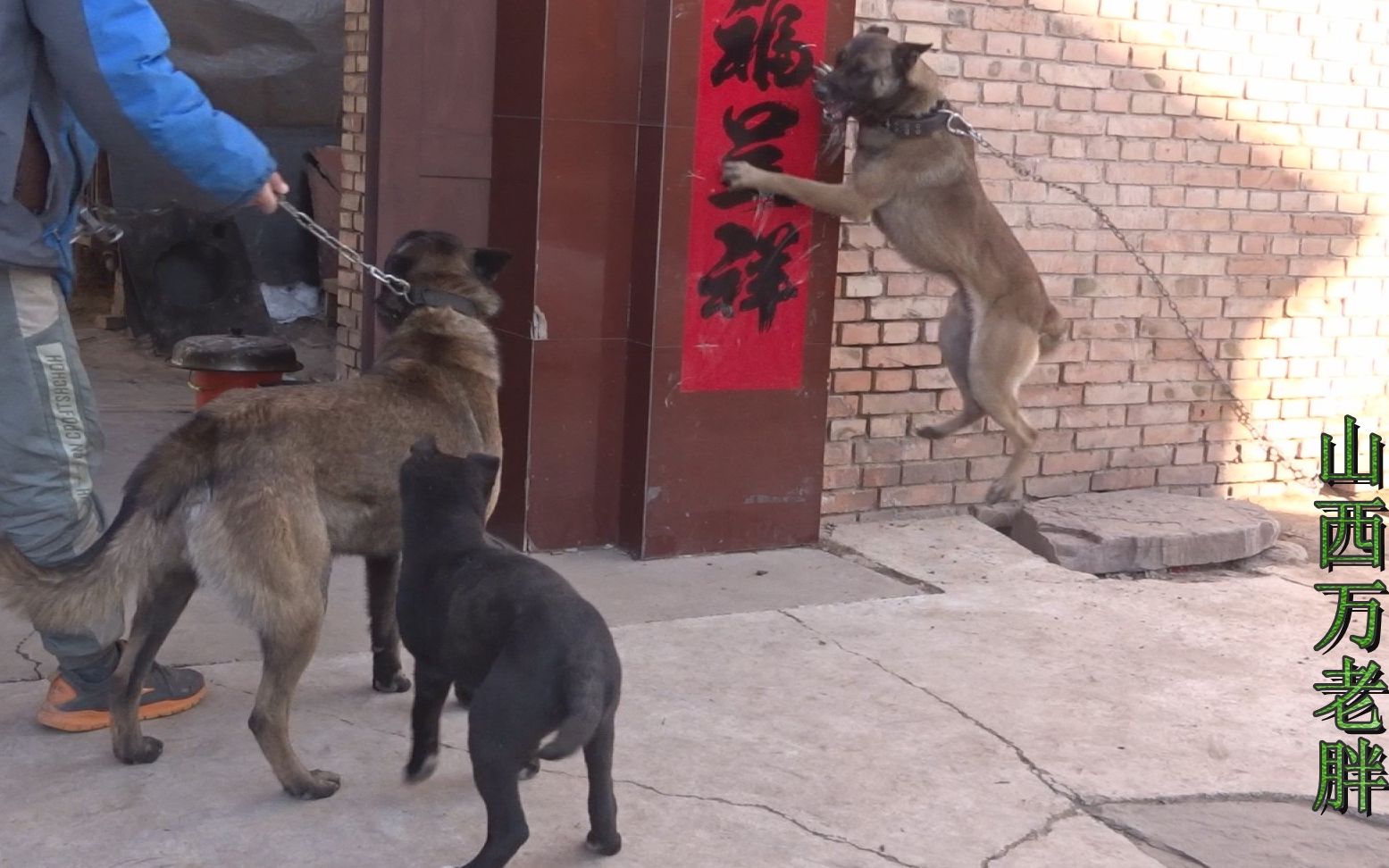 2只马犬种公见面就打架,今天就要看看,6000的狗和白送的谁厉害