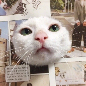 棒槌先生丶 