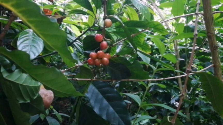 见识一下饮料植物咖啡树,农村老家要不要种一些?