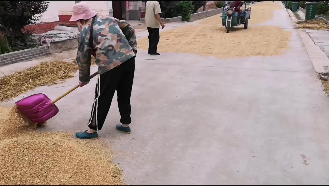 齐河县潘店镇后小杨村,女村支部书记[鼓帮助村民晾晒小麦的场景