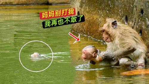 猴宝洗澡记:妈妈严厉教学,小猴扑腾求生路