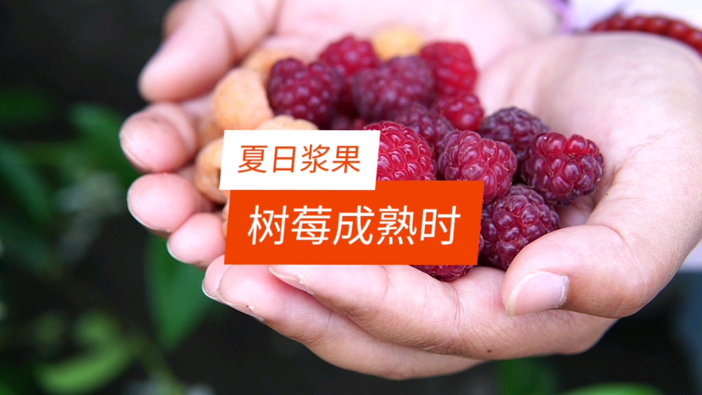 树莓第一批果子已经成熟了,个人觉得黄树莓