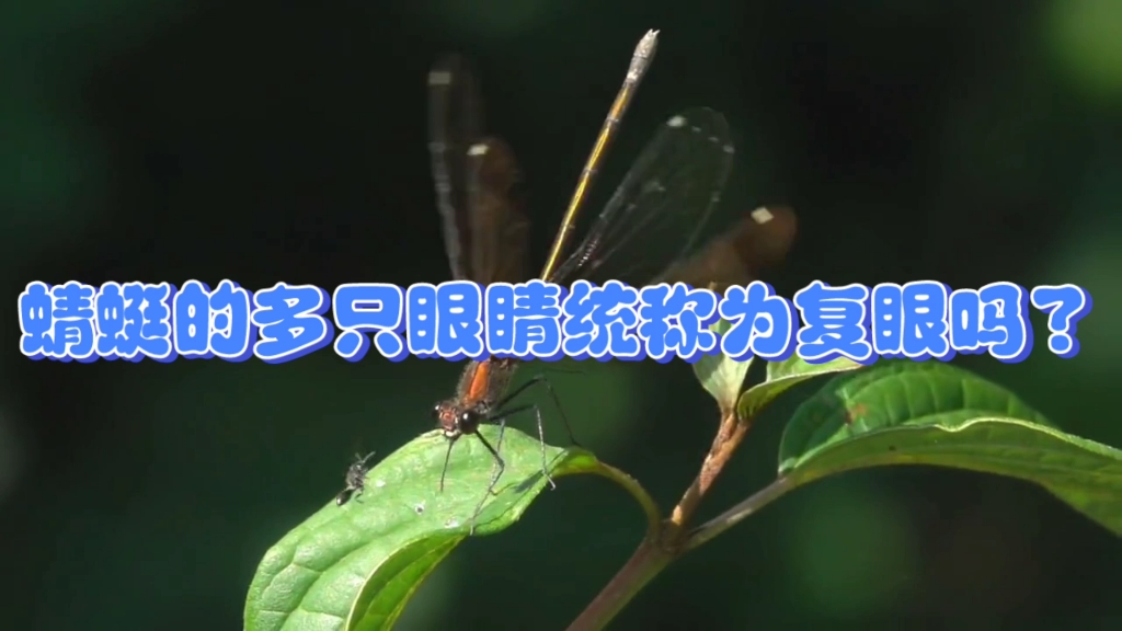 蜻蜓的多只眼睛统称为复眼吗?