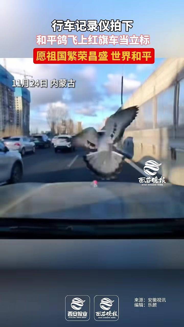 行车记录仪拍下和平鸽飞上红旗车当立标,愿祖国繁荣昌盛,世界和平。#...