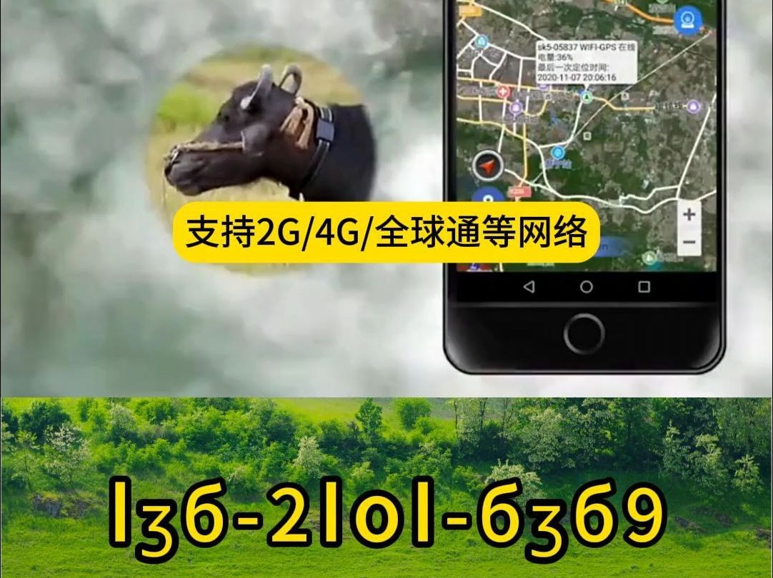 牛不丢系统智能牛羊定位项圈,带电子围栏和体温监测功能,牧民得力...