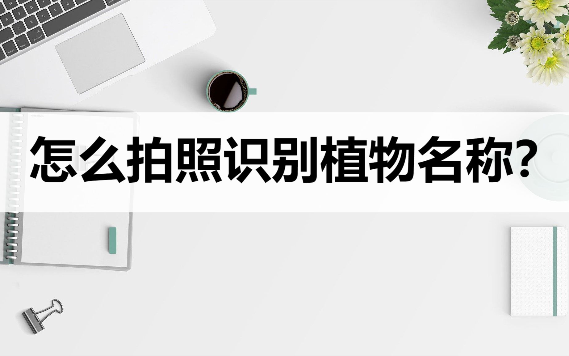 怎么拍照识别植物名称?分享两种识别植物名称方法