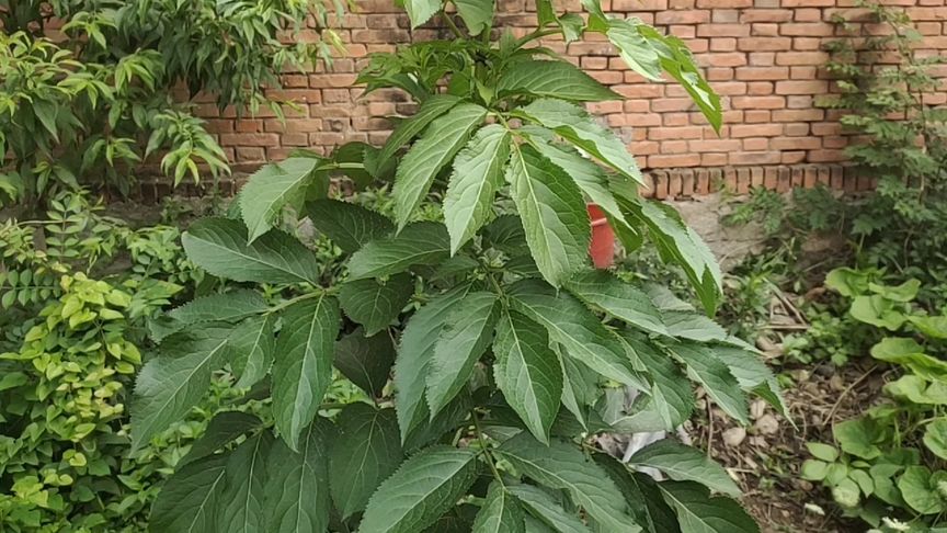 樟树木头是红色,做箱子防虫咬,以前地主嫁女儿才用此树。