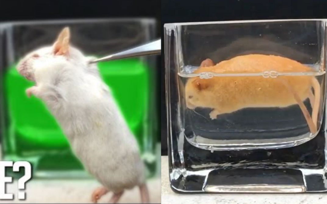 高能慎入!当老鼠掉进蛇的胃酸中,多久会被腐蚀消化掉?结局太惨了…@...