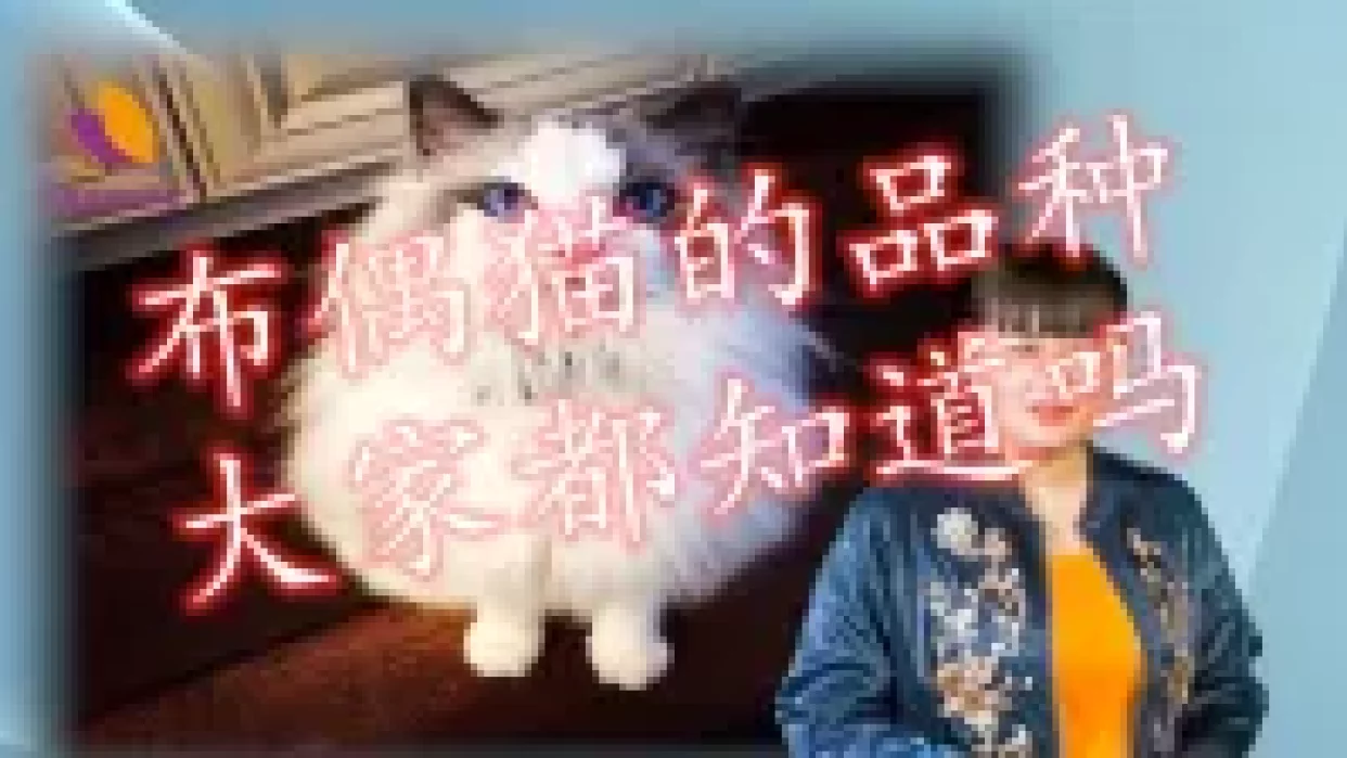 布偶猫的品种大家都知道吗