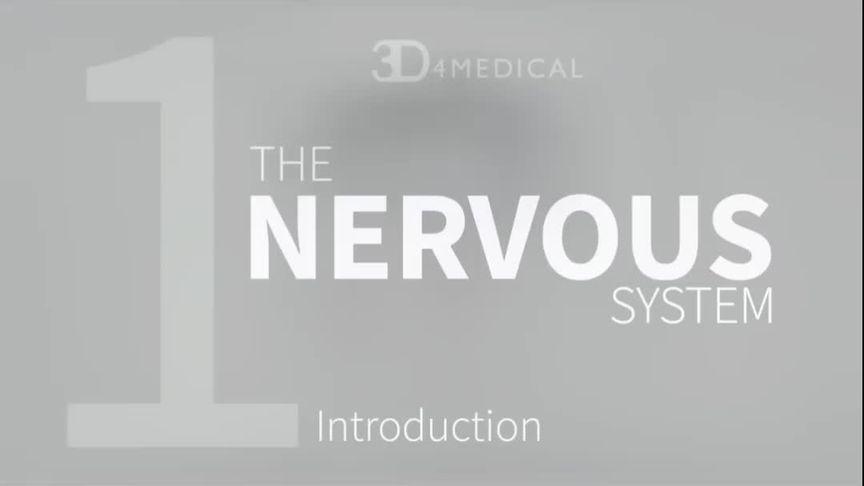 神经系统的组成及部分功能。#生物学 #2020高考