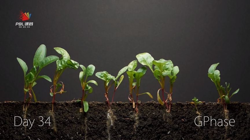 被惊艳到了!菠菜40天生长记录