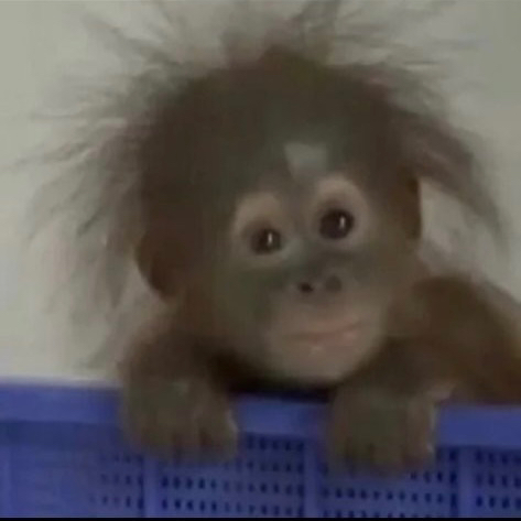 山顶动人Mountain 