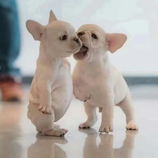 阿西吧Yoxi 