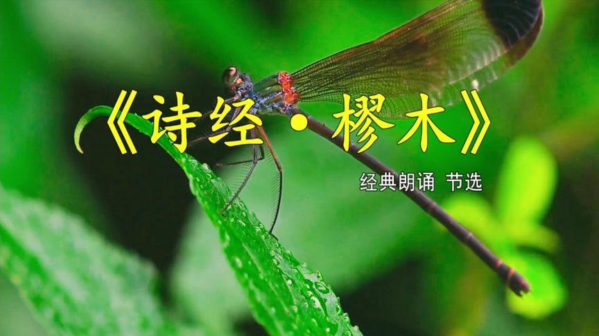 每天一篇诗歌《诗经樛木》阅读语训,写作积累,国学经典跟读。