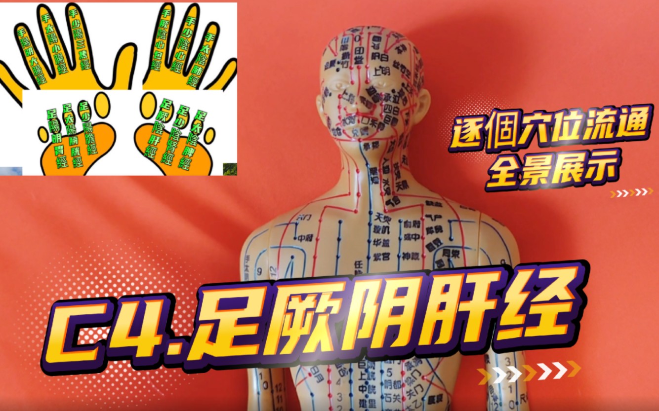 人体十二正经之【C4.足厥阴肝经】,14个肝经穴位逐个流通全景展示。