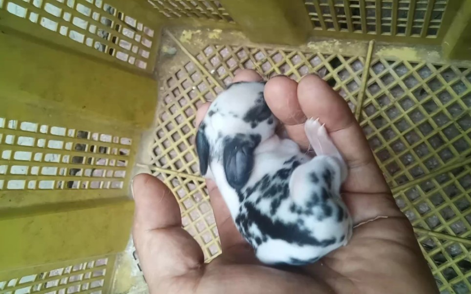 宠物兔欣赏,出生六天的小花兔眼睛还没睁开!