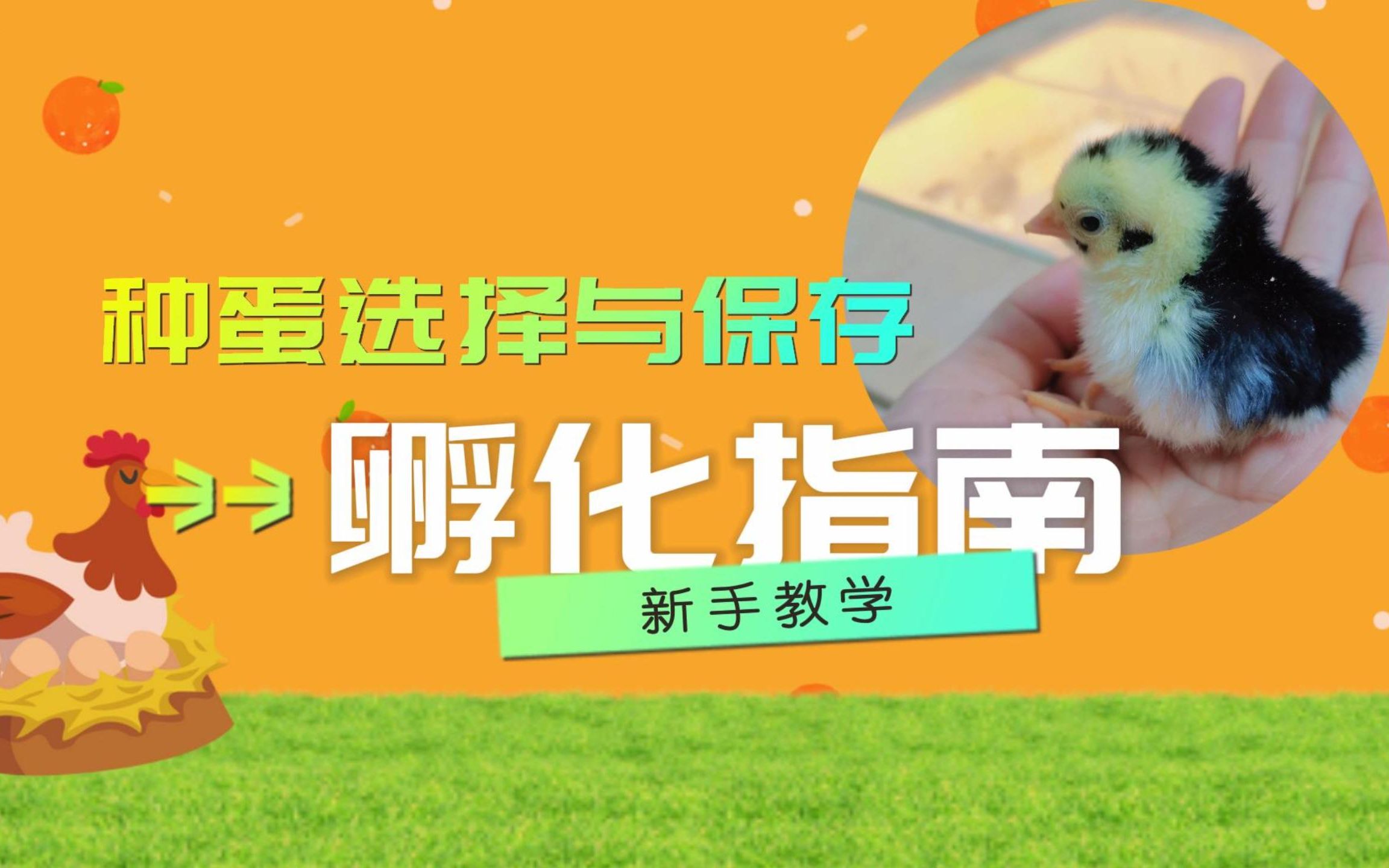新手孵化出壳率低,做好这6点,大幅提升出壳率
