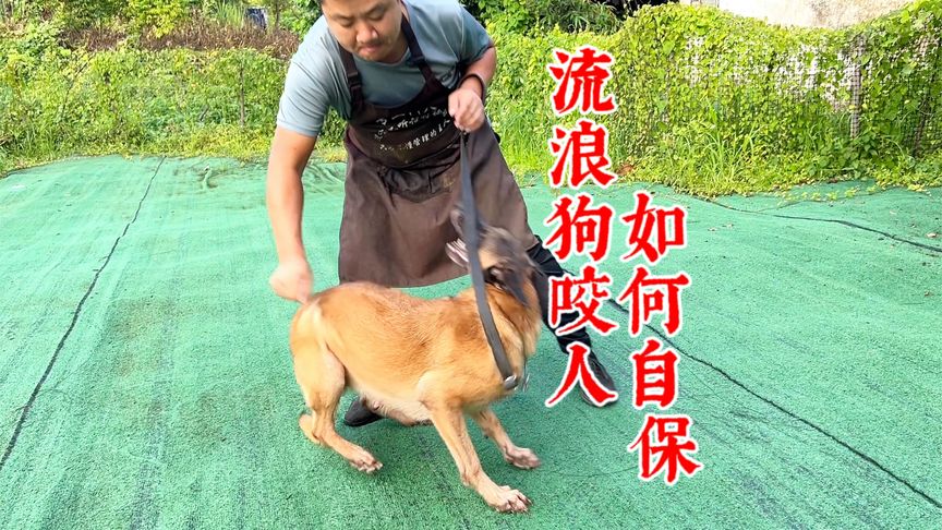 遇到流浪狗咬人怎么办?看经验丰富训犬师怎么做,看到就是赚到