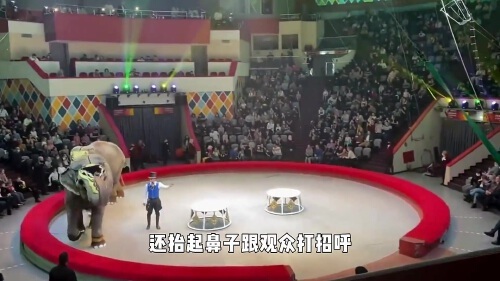 愤怒的大象太可怕,见到后快速逃离,真是让人心跳加速的惊险时刻