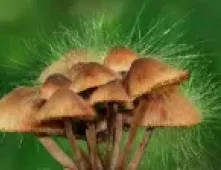 【生物大师】细菌和真菌的繁殖——发酵的奥秘