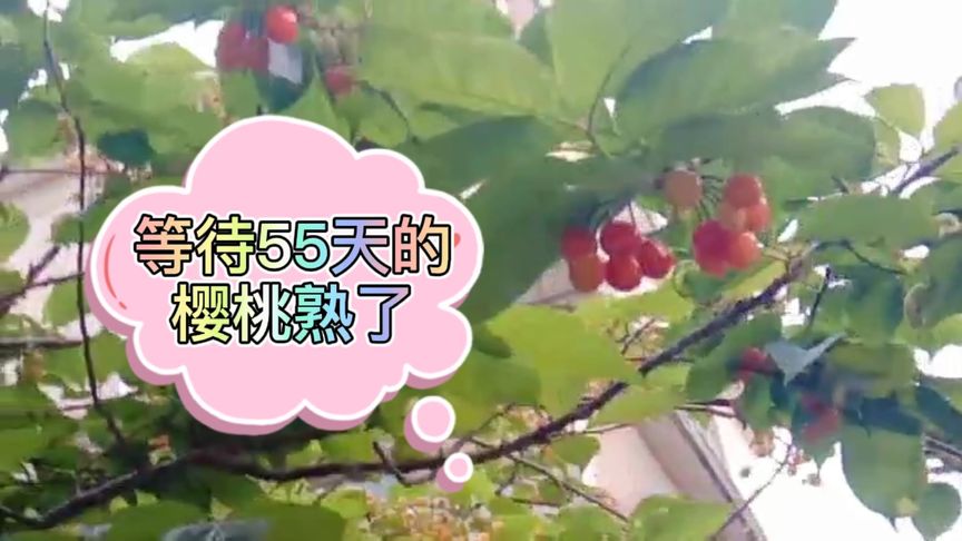 樱桃从开花到果子成熟经过55天后,又红又大,酸甜可口非常好吃