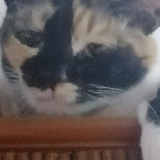 猫星之王 