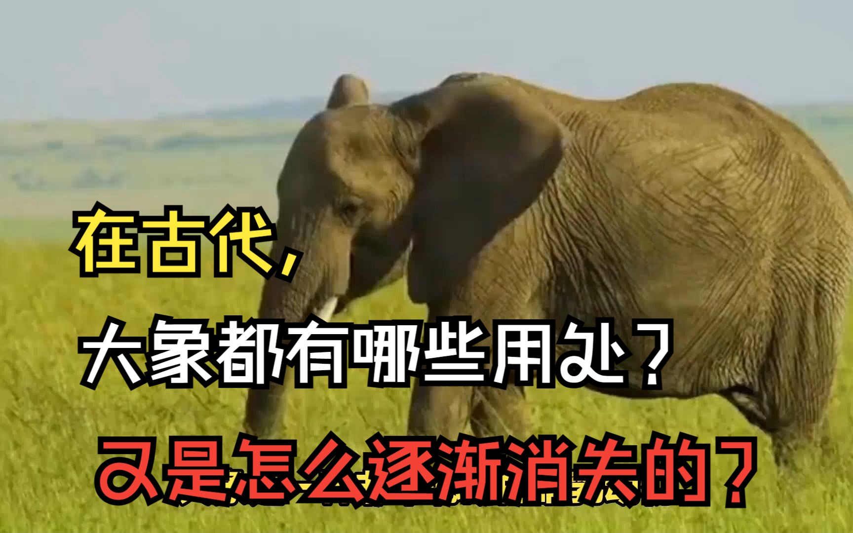 在古代,大象都有哪些用处?又是怎么逐渐消失的?