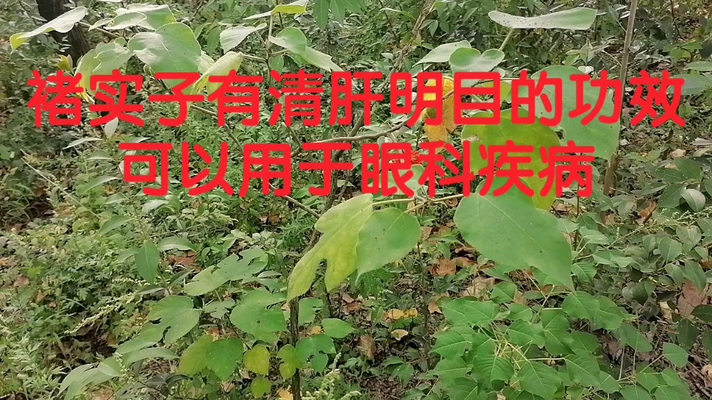 褚实子有清肝明目的功效,可以用于眼科疾病