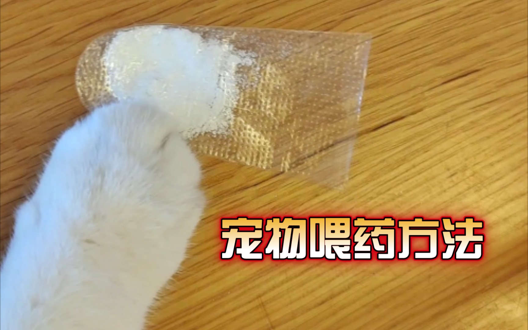 宠物喂药方法分享丨幼猫喂药丨宠物喂成人药分药方法丨新手铲屎官...