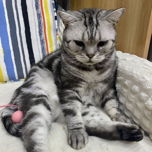 青九贝喵星人 