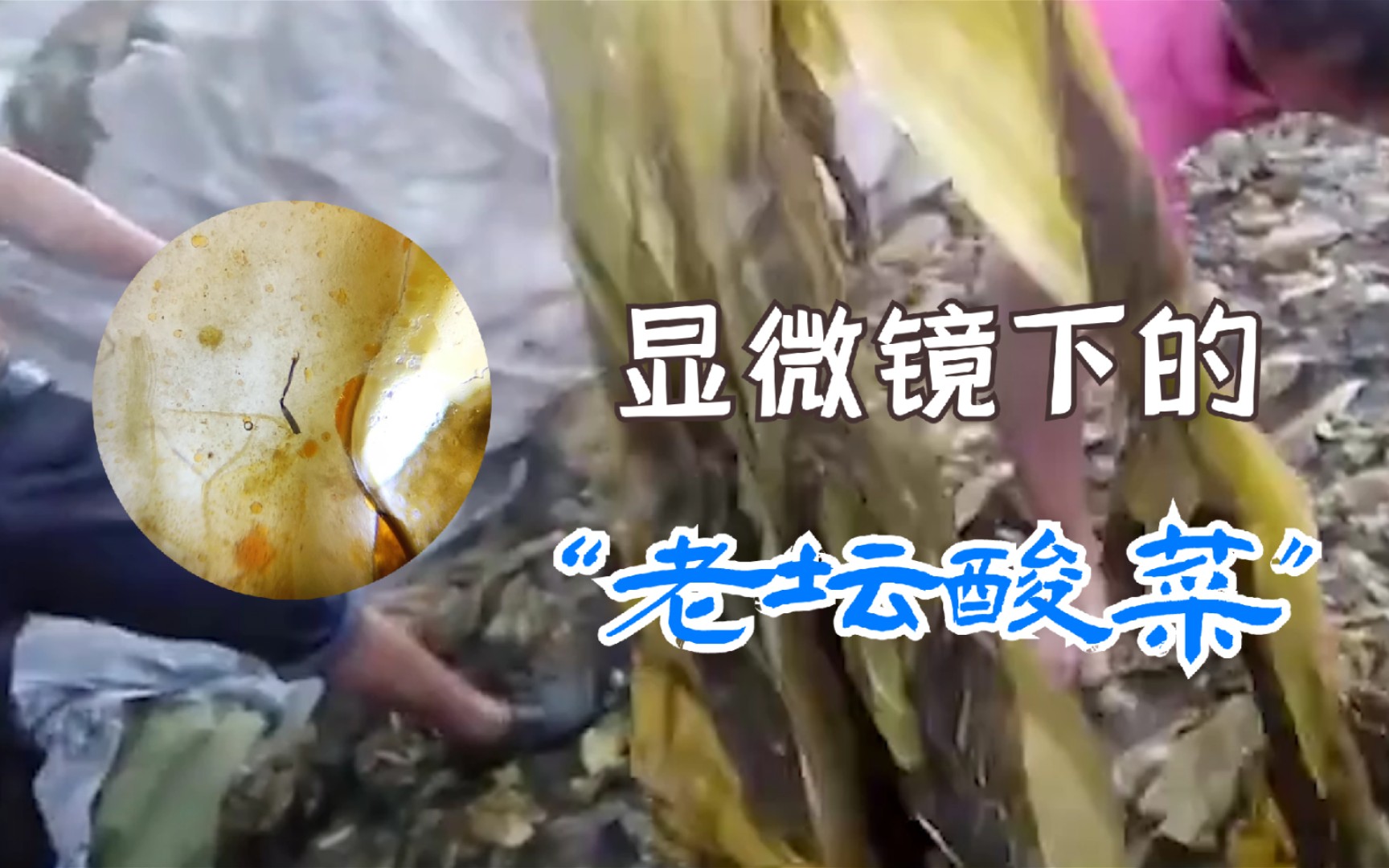 显微镜下的老坛酸菜,看看都有啥,你还敢吃么?